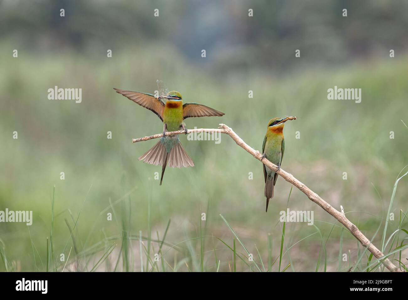 Blue tailed bee eater flying hi-res stock photography and images - Alamy