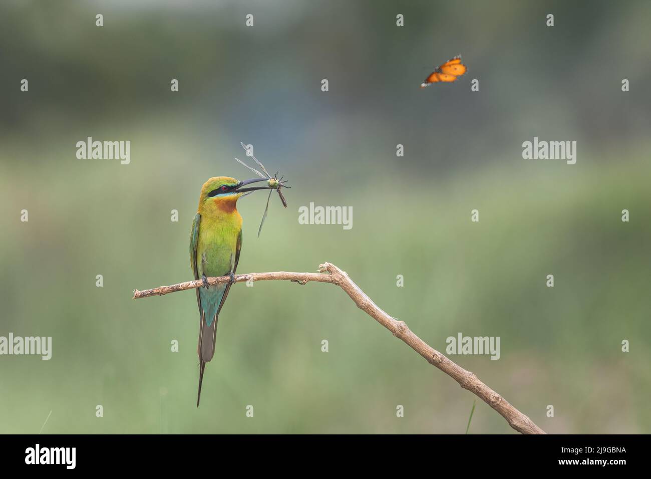 Blue tailed bee eater flying hi-res stock photography and images - Alamy