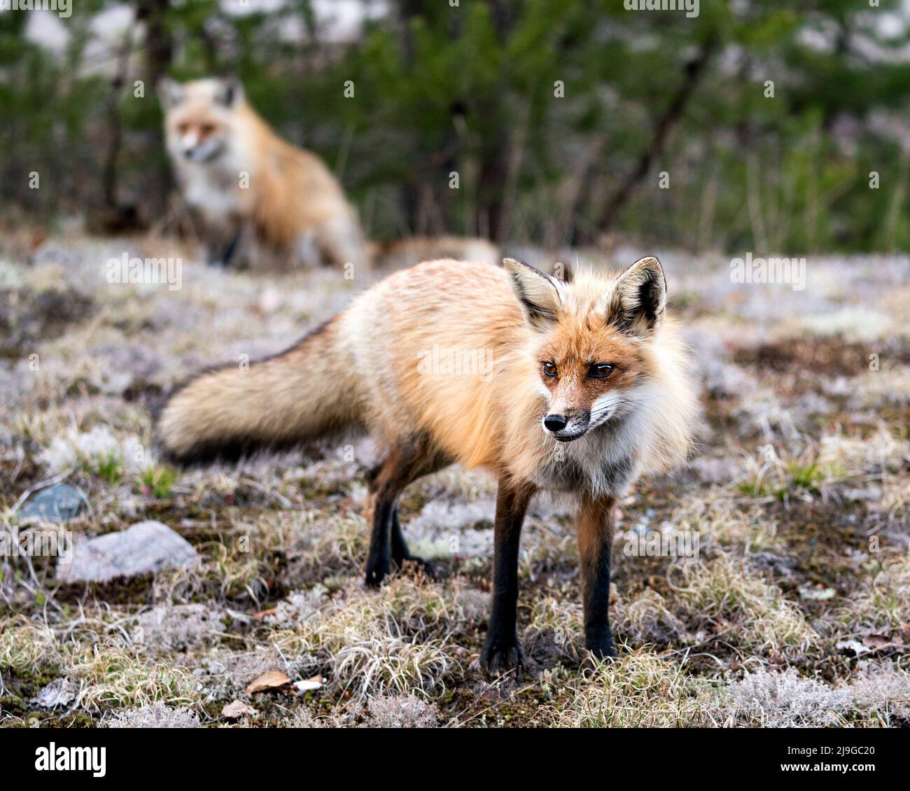 Red fox close-up profile view with a blur fox and forest background in ...