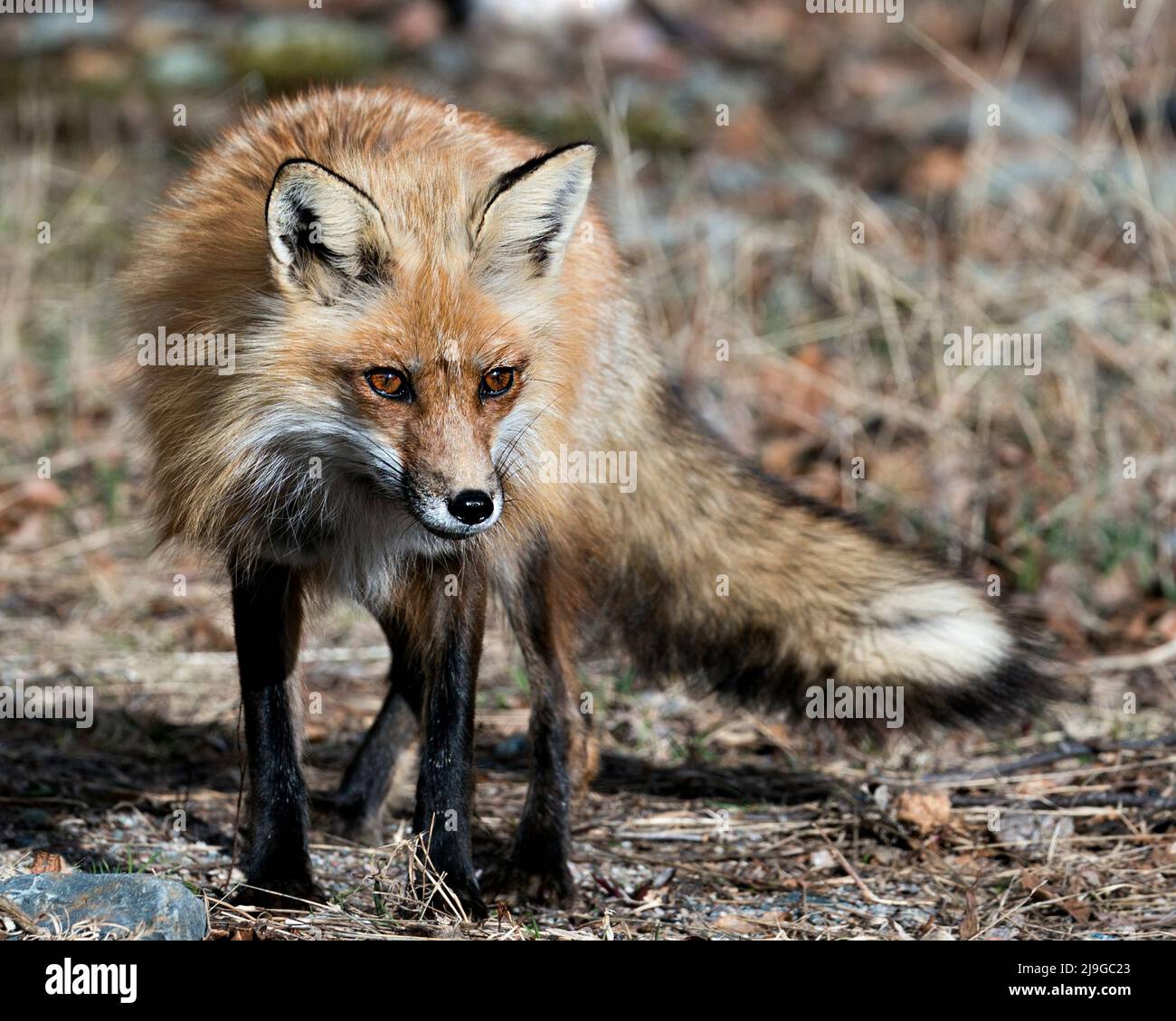 Red fox close-up profile in the springtime with blur background ...