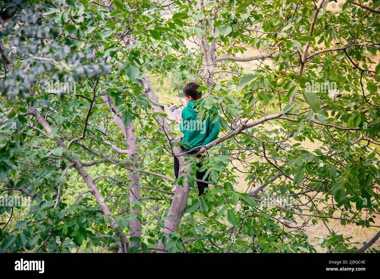 A little boy on a tree reads a storybook. A child studying in a tree. A ...