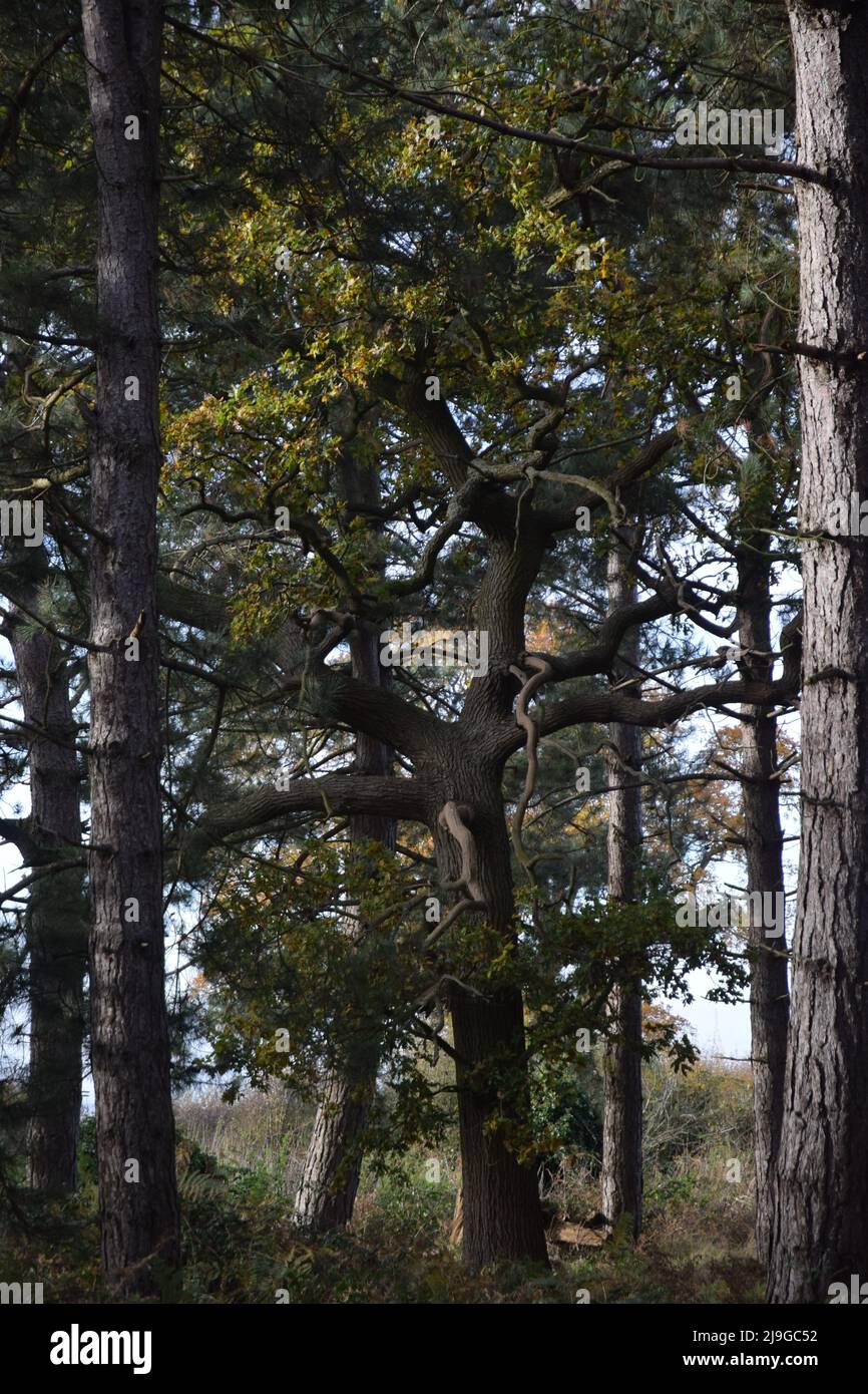 oak tree in woods, suffolk, england Stock Photo - Alamy