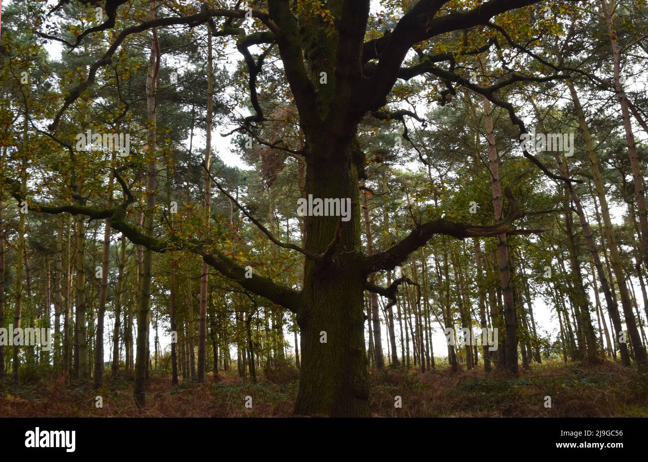trees in woodland, suffolk, england Stock Photo - Alamy