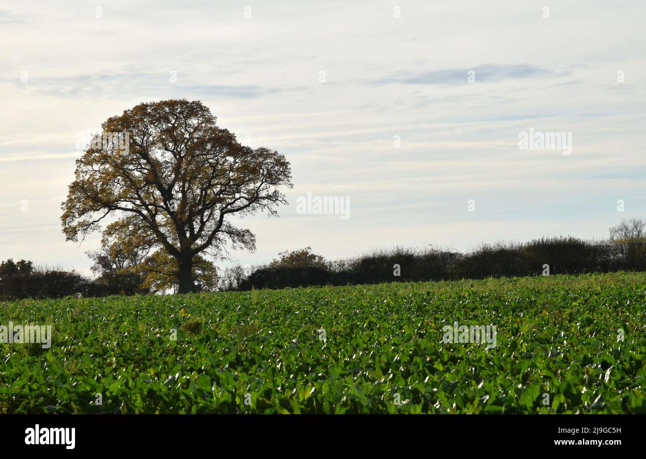 autumn landscape with field of crops and trees, suffolk, england Stock ...