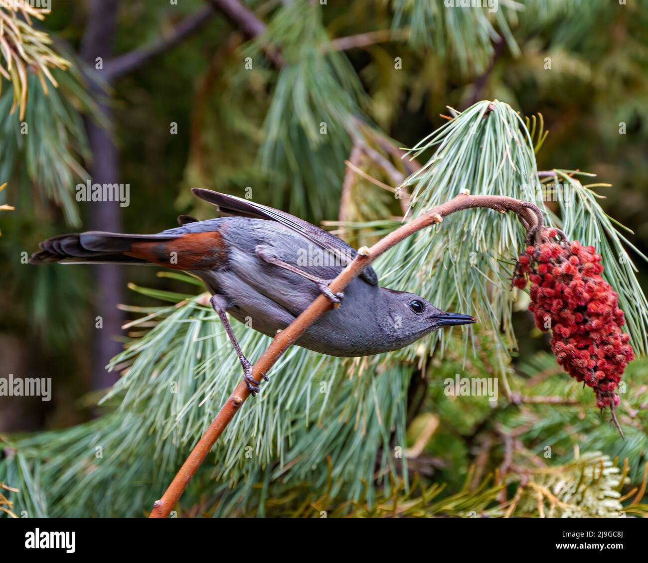 Gray catbird close-up profile view perched on a stag horn branch and ...