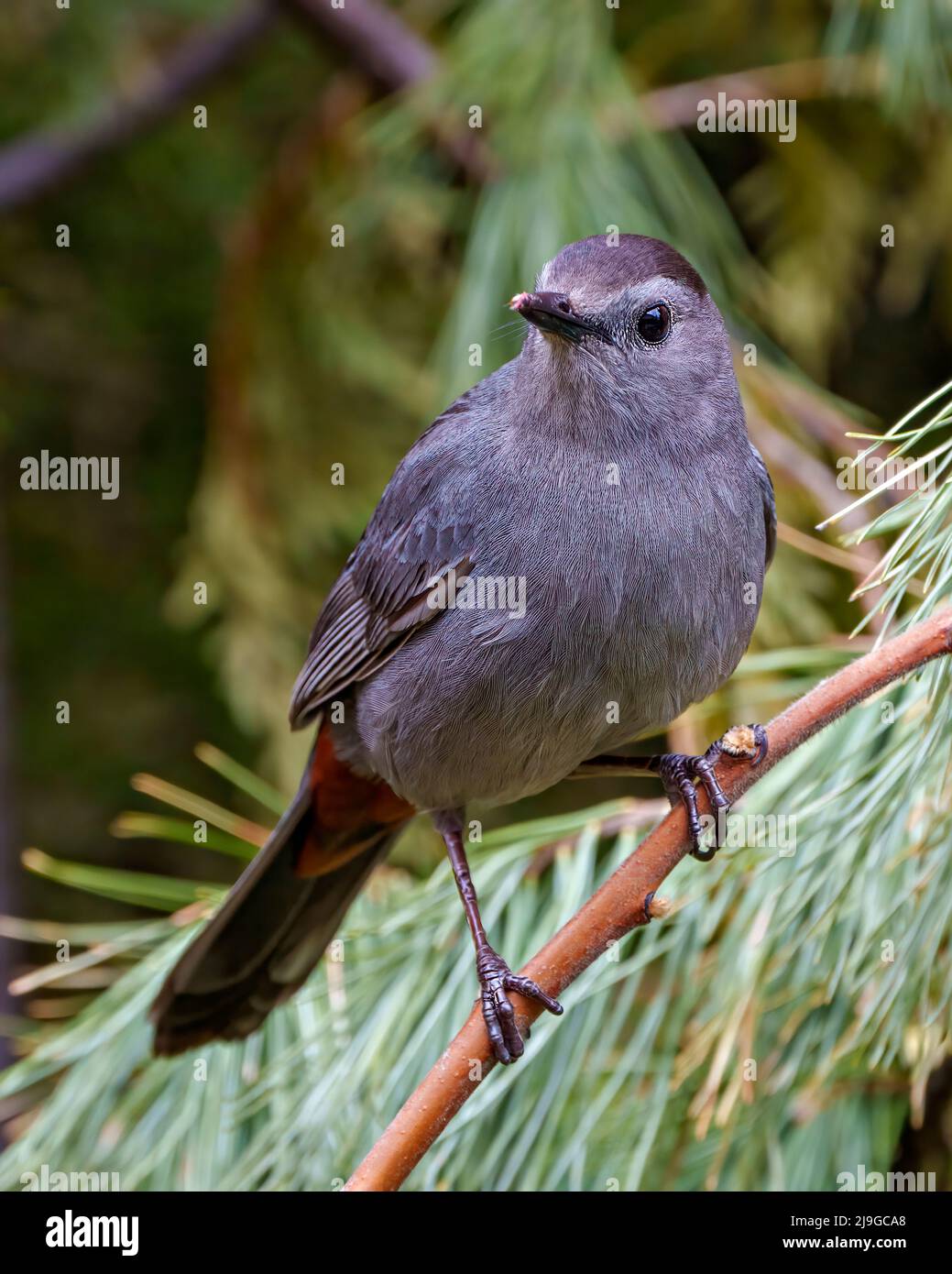 Gray catbird close-up profile view perched on a tree branch and ...