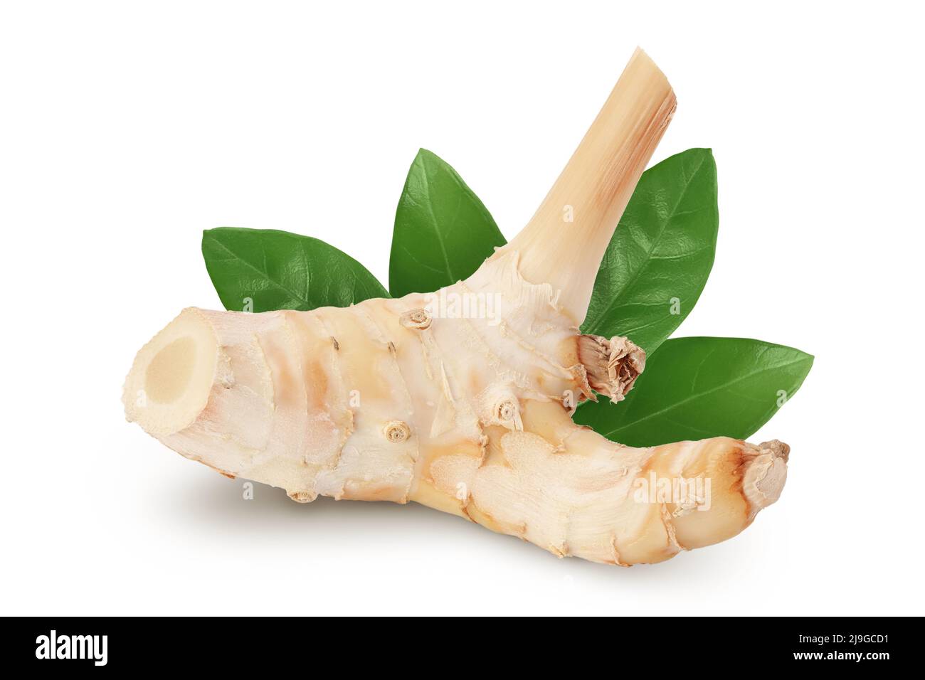 Fresh galangal root isolated on white background with clipping path and ...