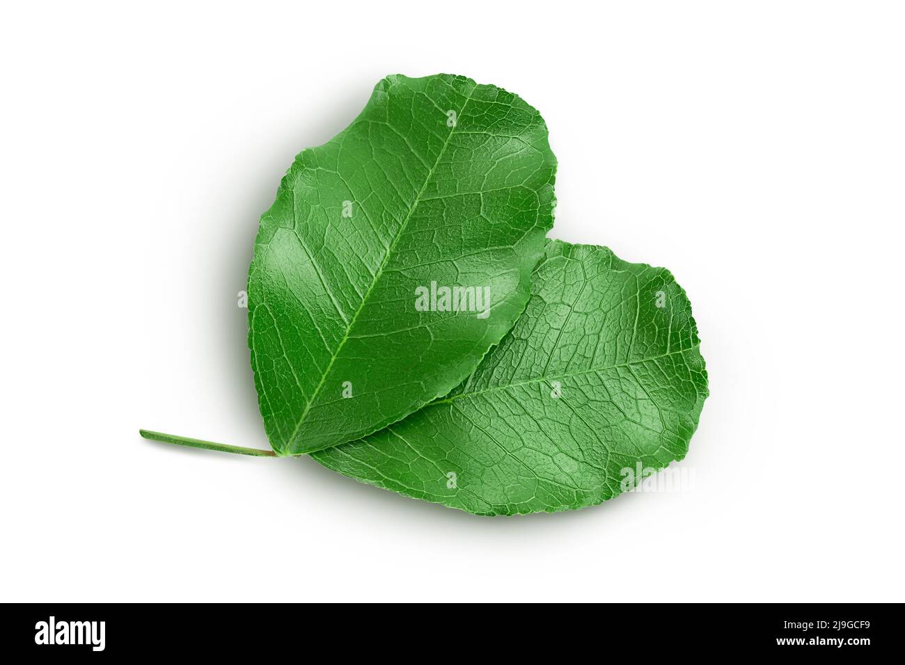 Fresh carob leaves isolated on white background with clipping path. Top ...