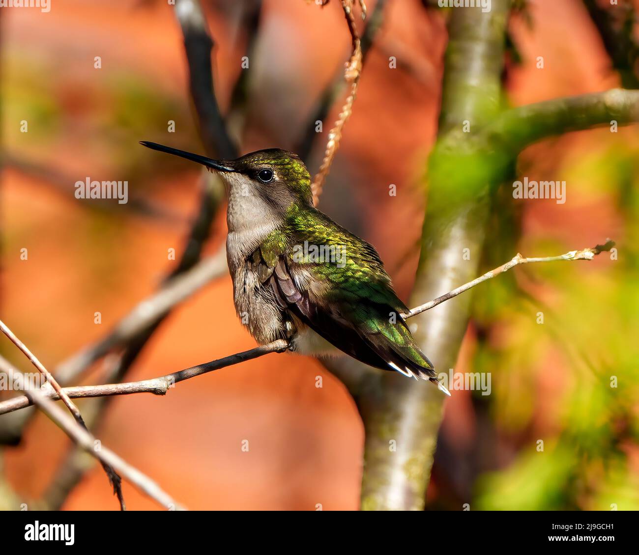 Hummingbird close-up side view perched on a branch displaying beautiful ...