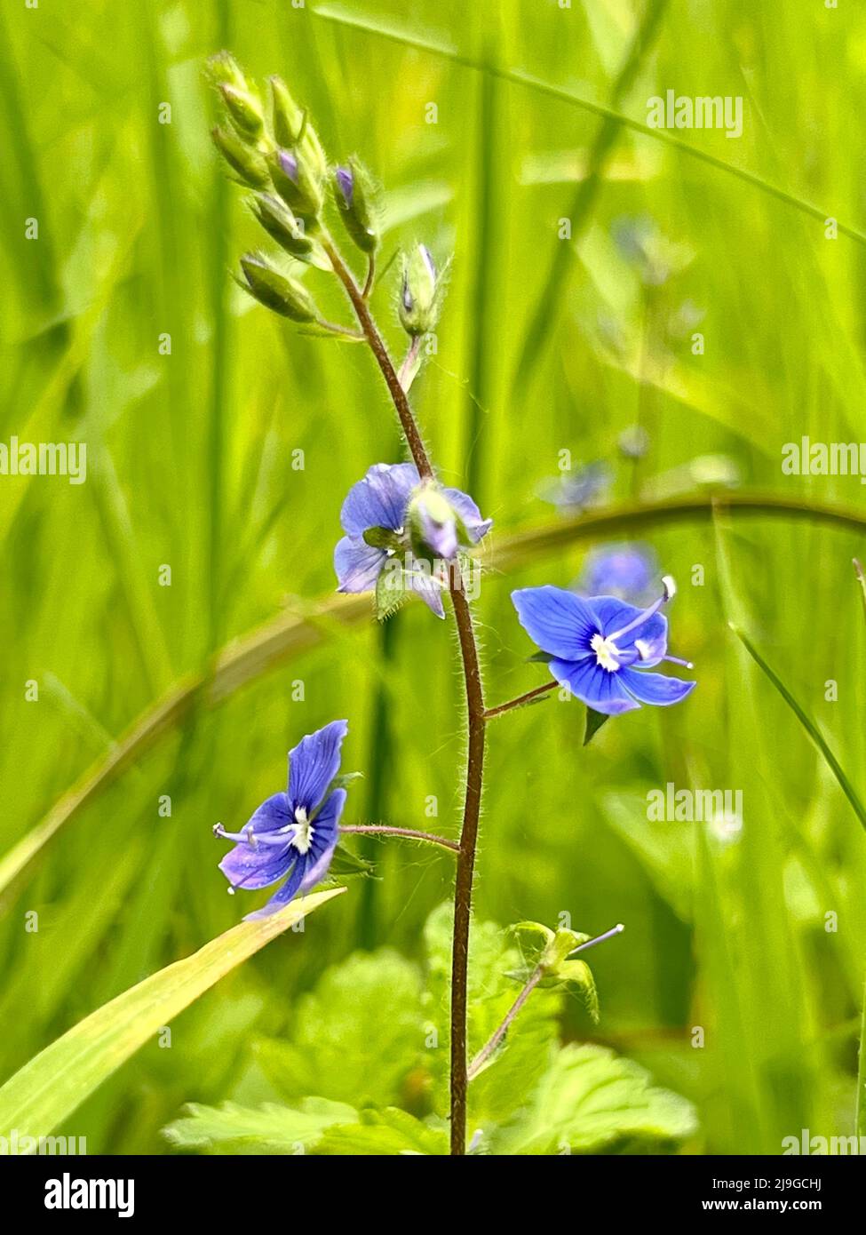 Small purple speedwell flower hi-res stock photography and images - Alamy