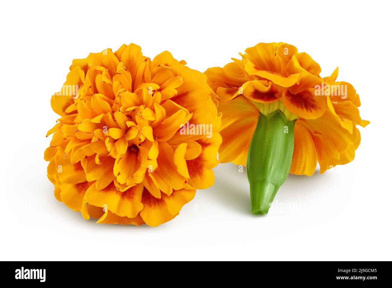 fresh marigold or tagetes erecta flower isolated on white background ...