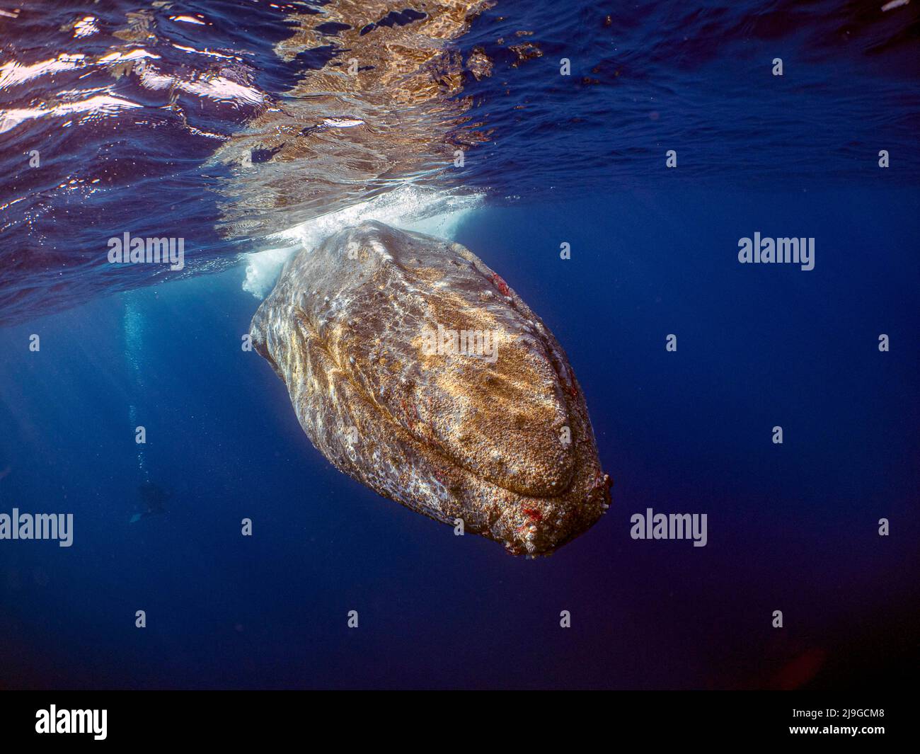 Humpback whale trapped in a net hi-res stock photography and images - Alamy