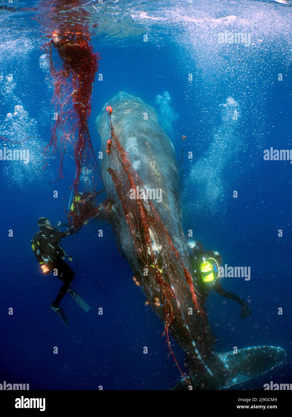 Humpback whale trapped in a net hi-res stock photography and images - Alamy