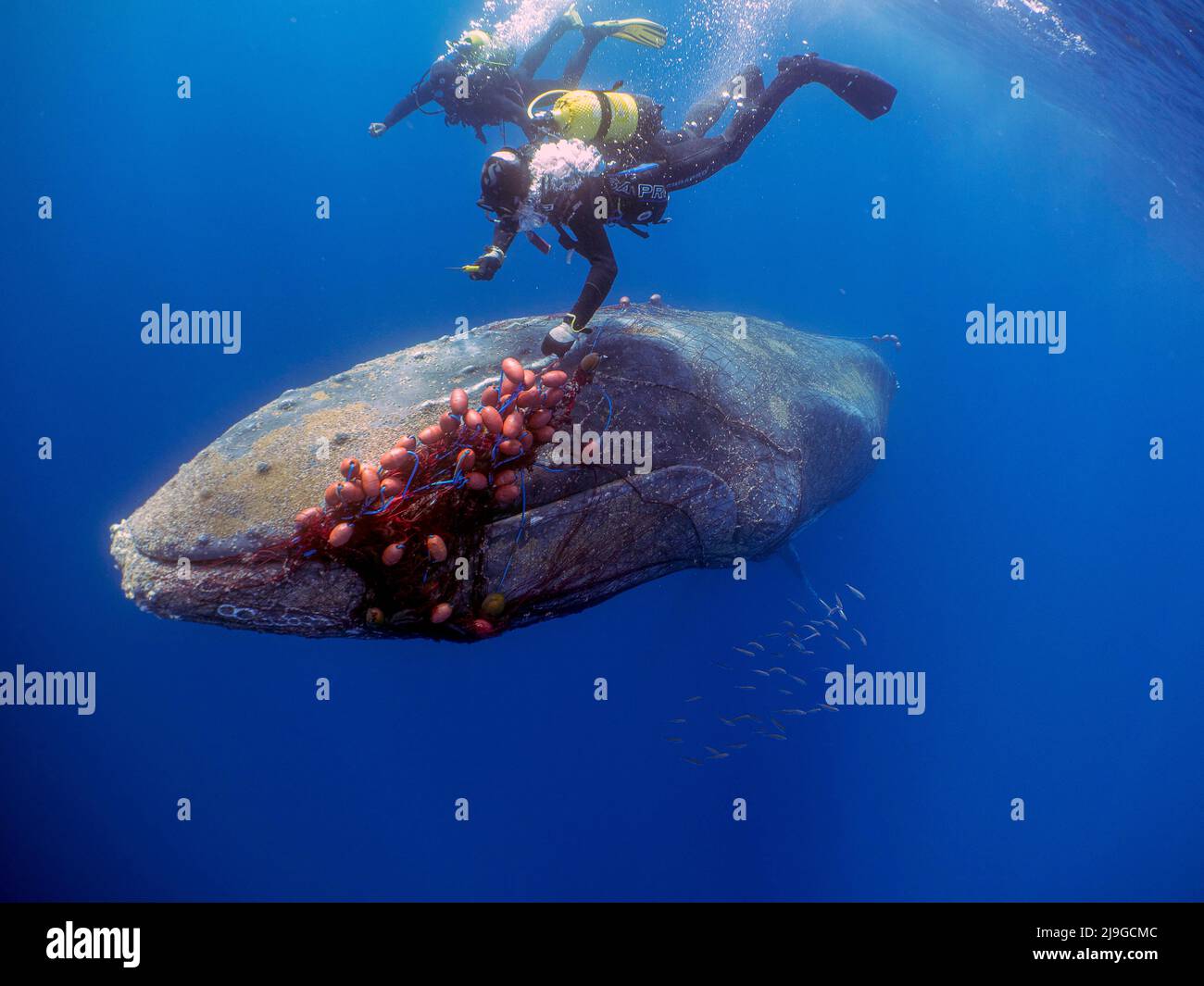 Humpback whale trapped in a net hi-res stock photography and images - Alamy