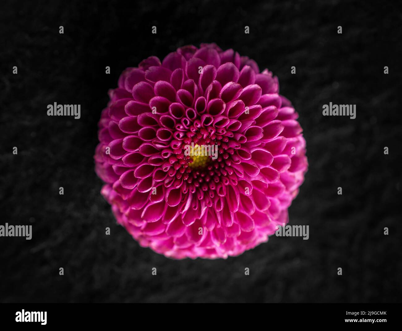 One flower on black background. Flat lay, top view Stock Photo - Alamy