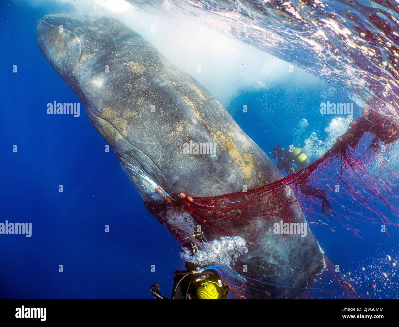 Humpback whale trapped in a net hi-res stock photography and images - Alamy