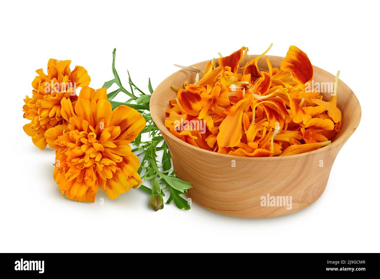 fresh marigold or tagetes erecta flower isolated on white background ...