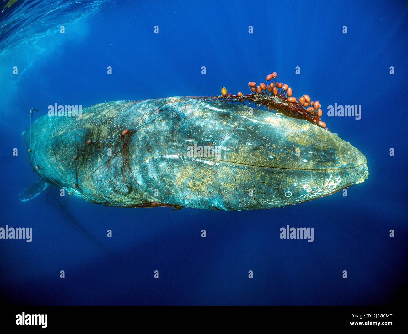 Humpback whale trapped in a net hi-res stock photography and images - Alamy