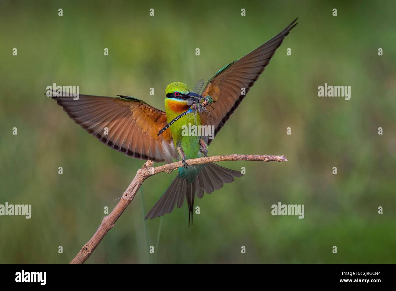 Blue tailed bee eater flying hi-res stock photography and images - Alamy