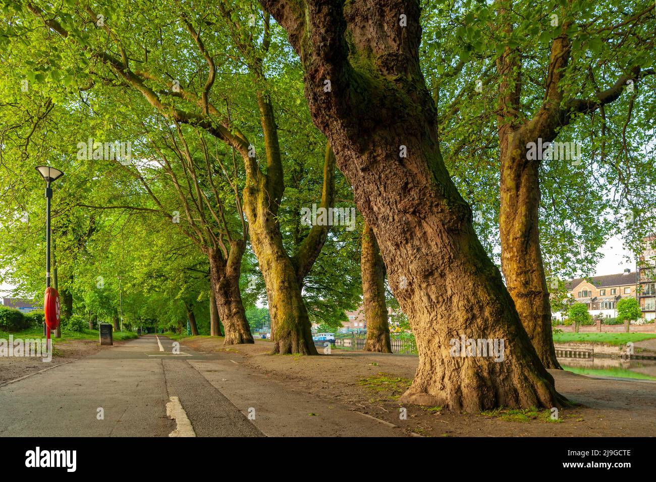 Riverside trees hi-res stock photography and images - Alamy