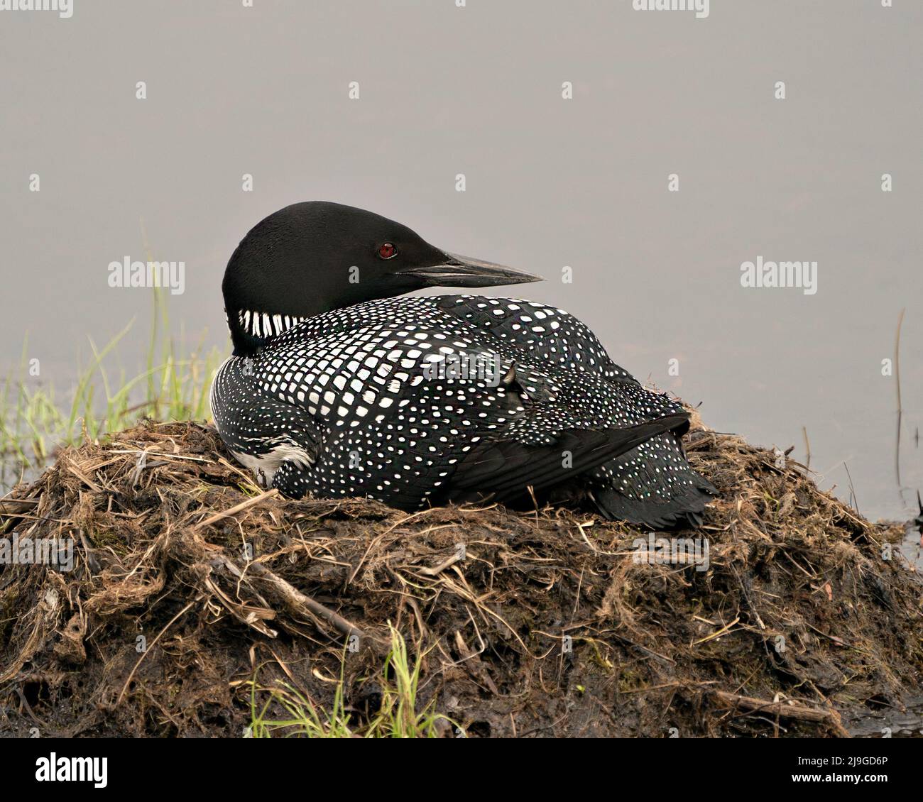 Common Loon nesting on its nest with marsh grasses, mud and water by ...
