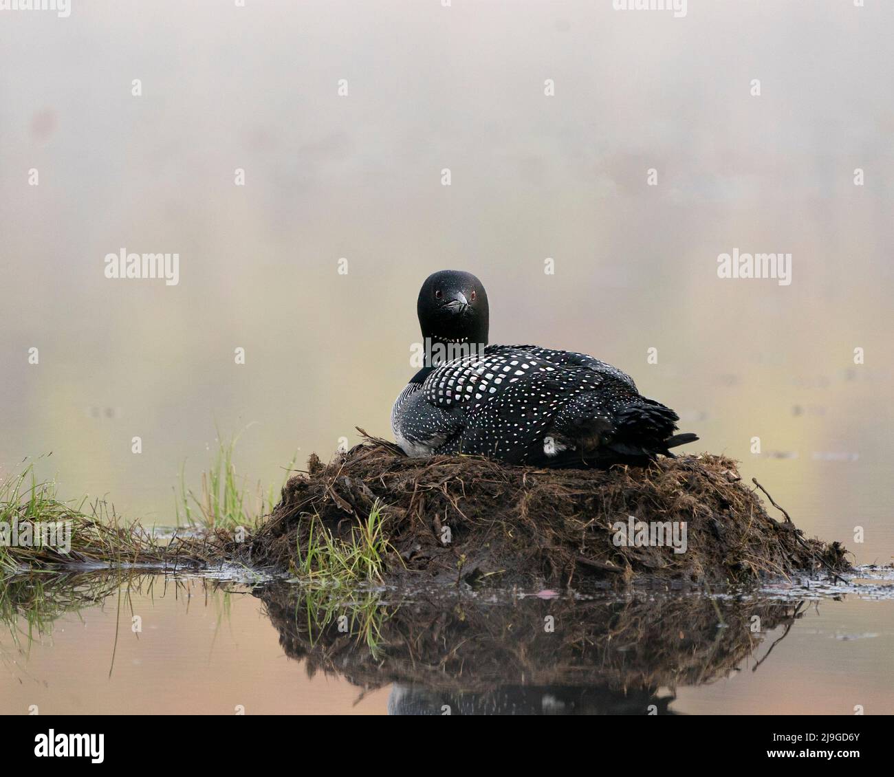 Common Loon nesting on its nest with marsh grasses, mud and water by ...