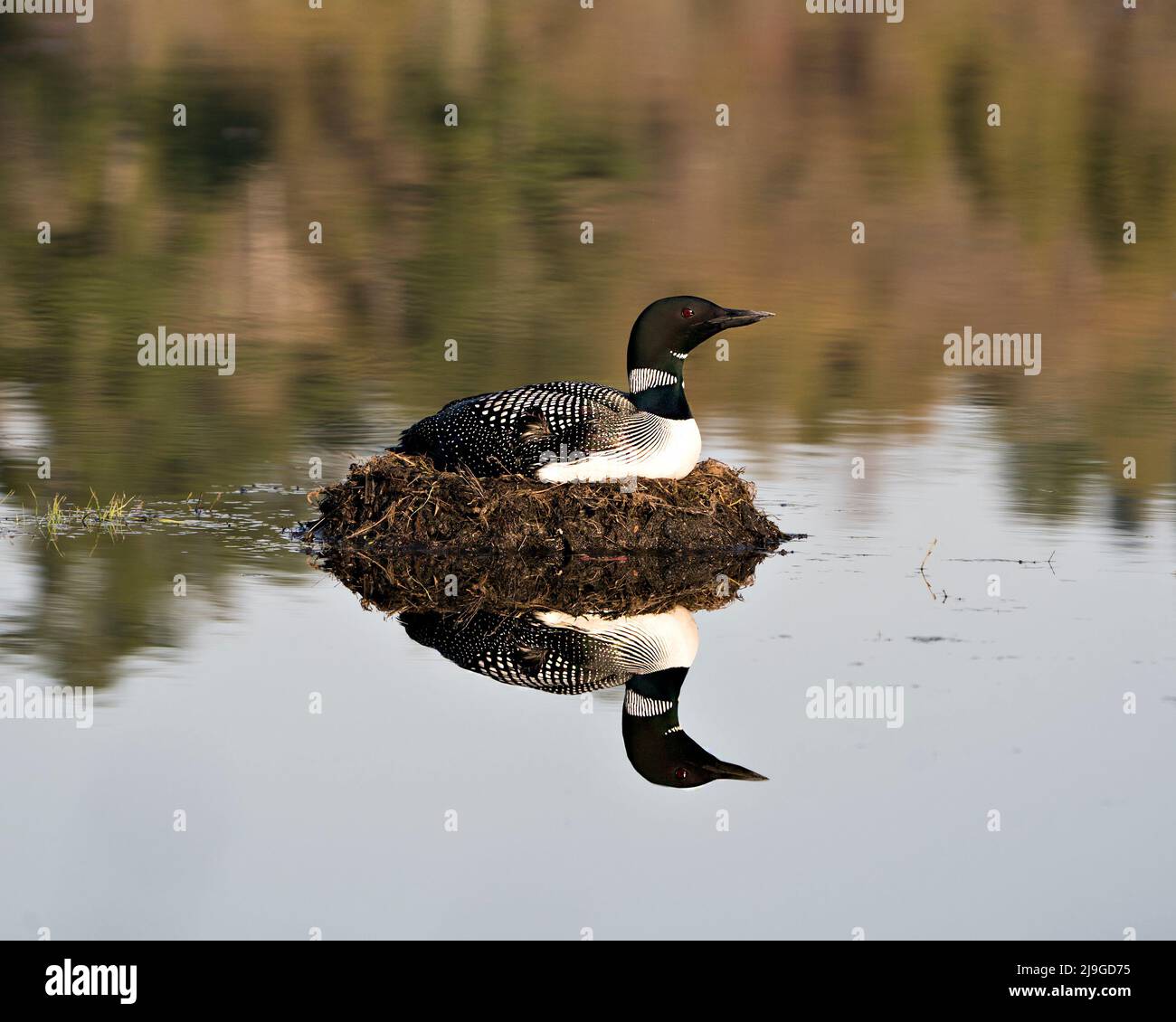 Loon nesting on its nest with marsh grasses, mud and water in its environment and habitat ...