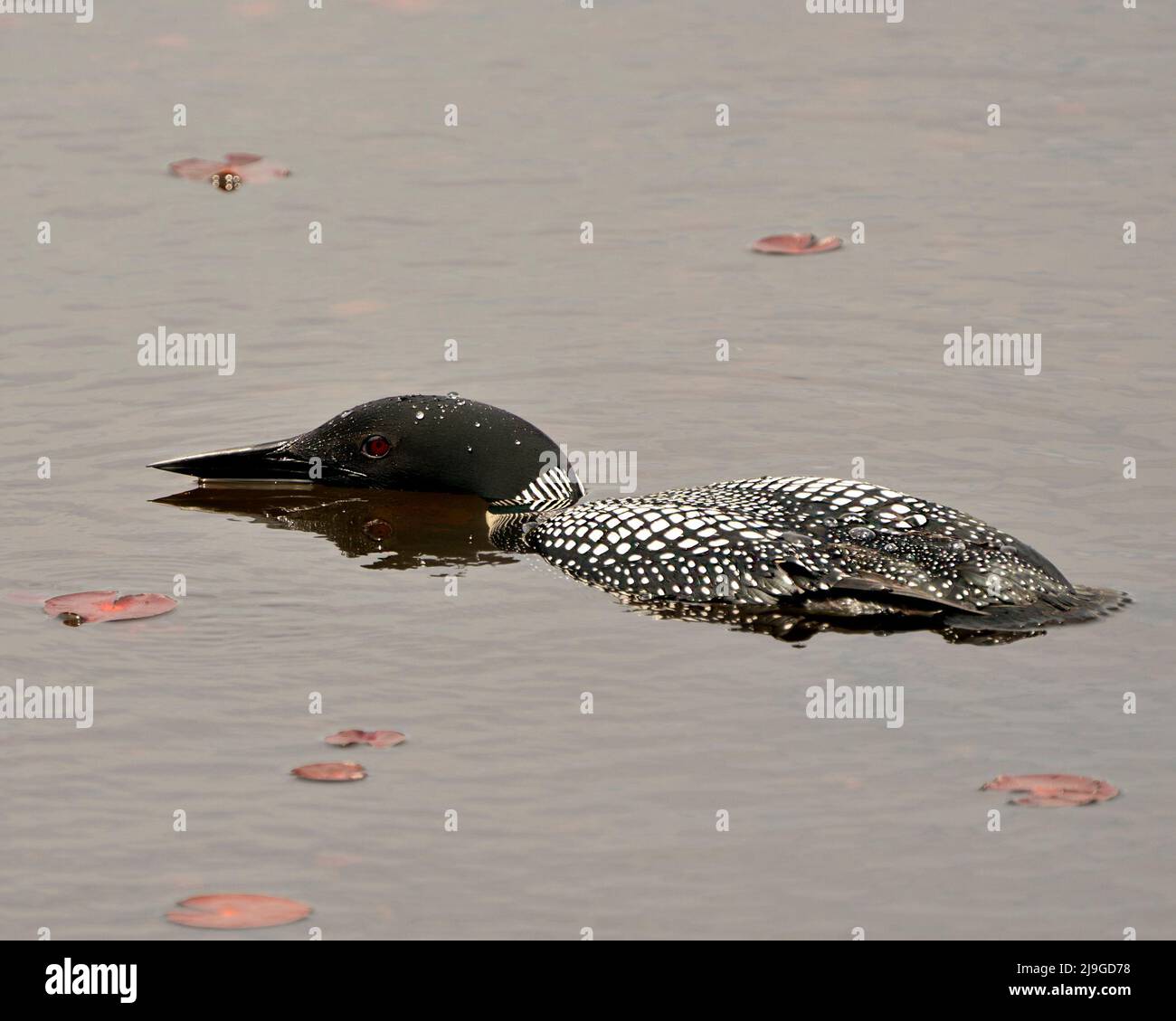 Common Loon close-up profile side view swimming in the lake in its ...