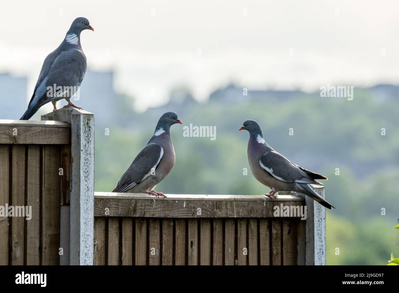 Pigeon racing uk hi-res stock photography and images - Alamy