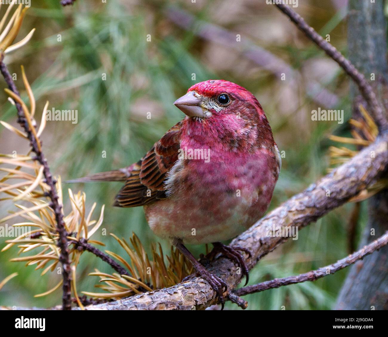 Purple Finch close-up profile view, perched on a branch displaying red ...