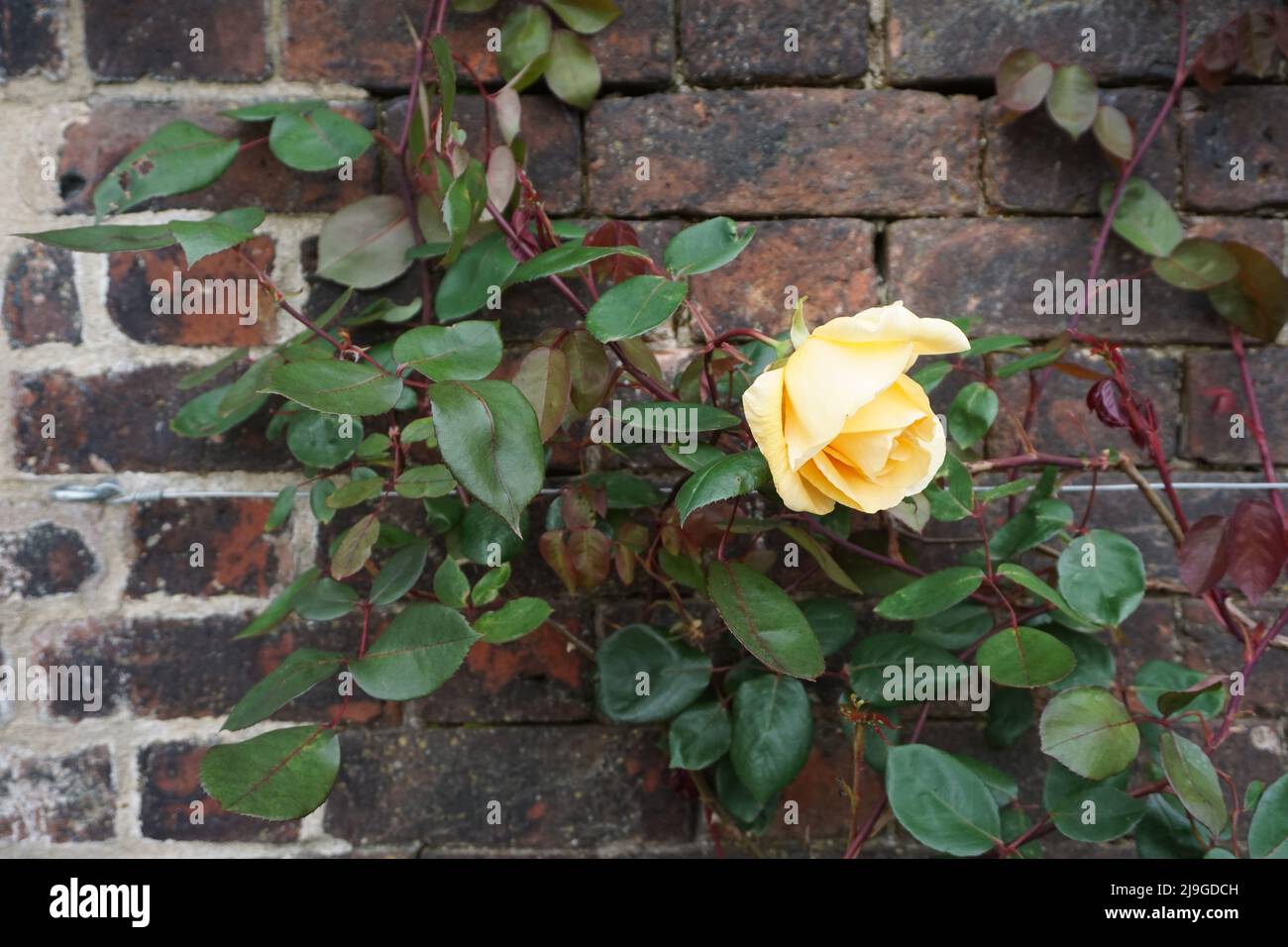 Rose wall climber hi-res stock photography and images - Alamy
