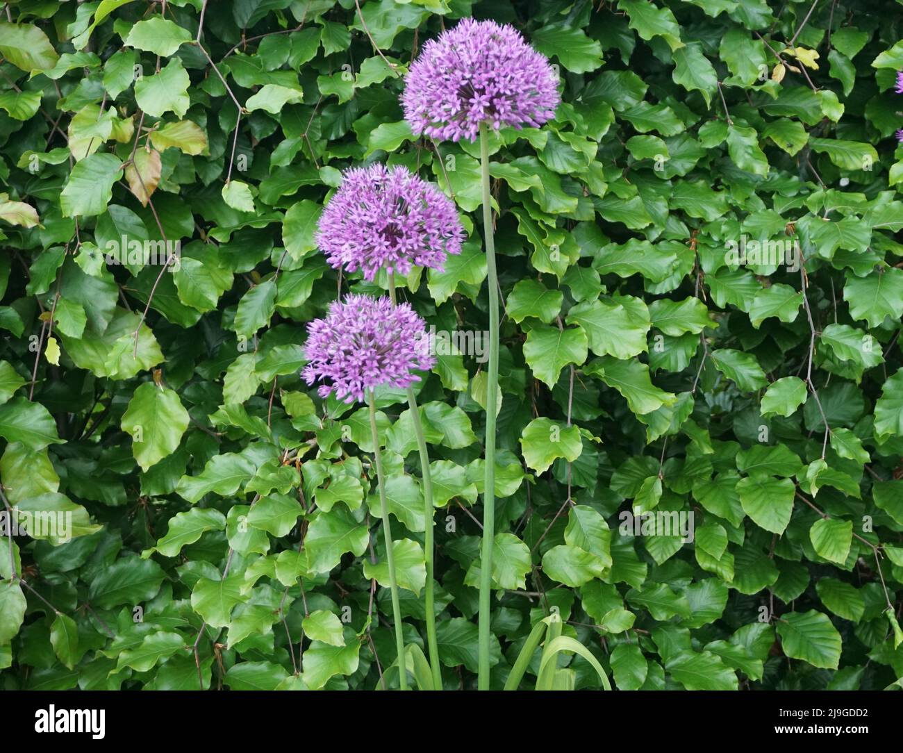 Nature alium hi-res stock photography and images - Alamy