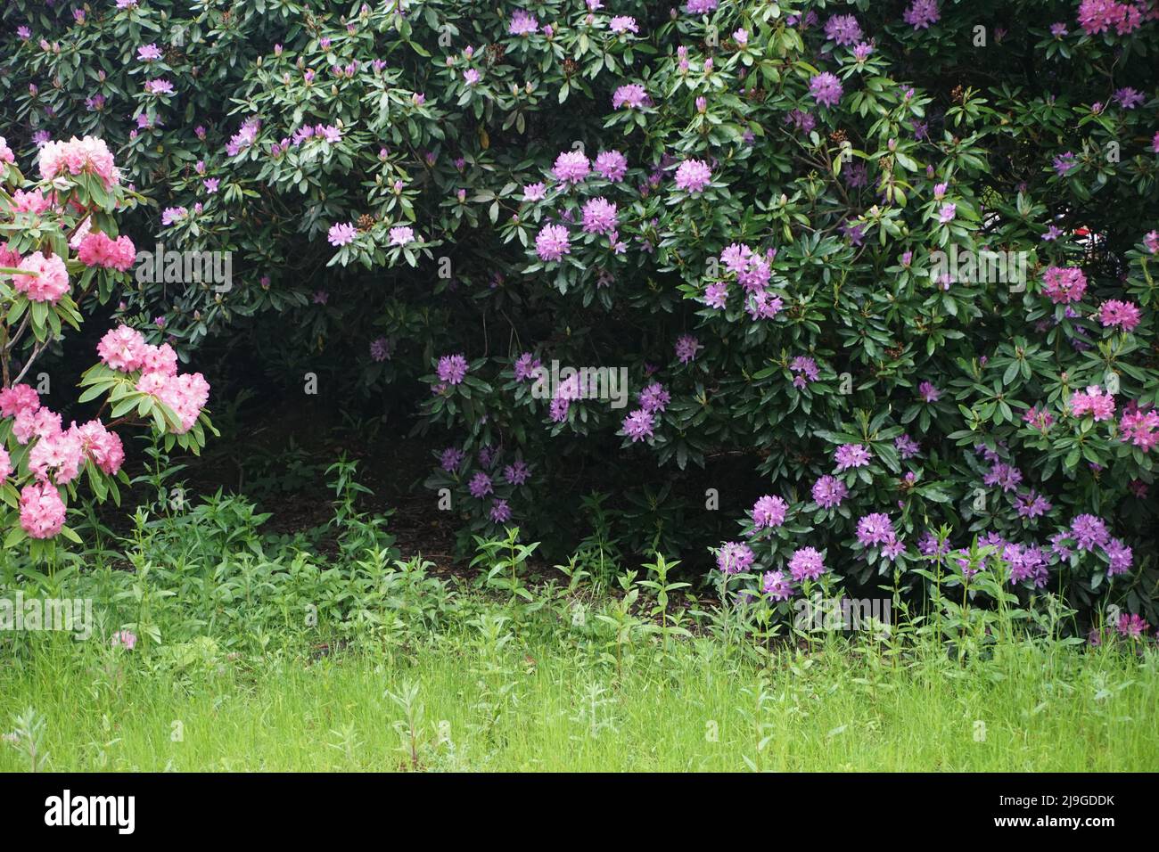 Bushes flowers hi-res stock photography and images - Alamy