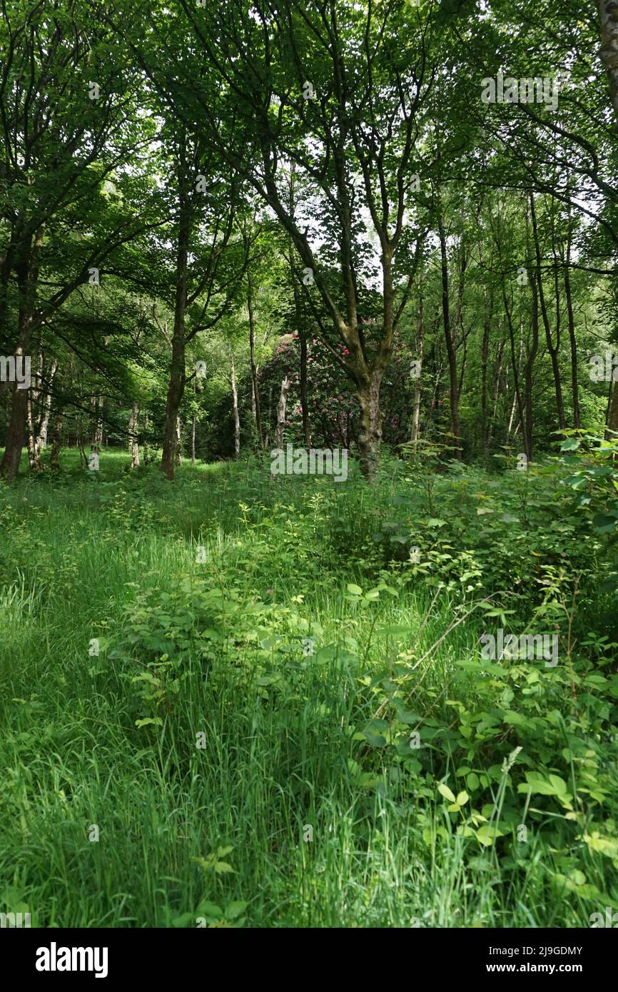Woods and Trees in Spring Stock Photo - Alamy