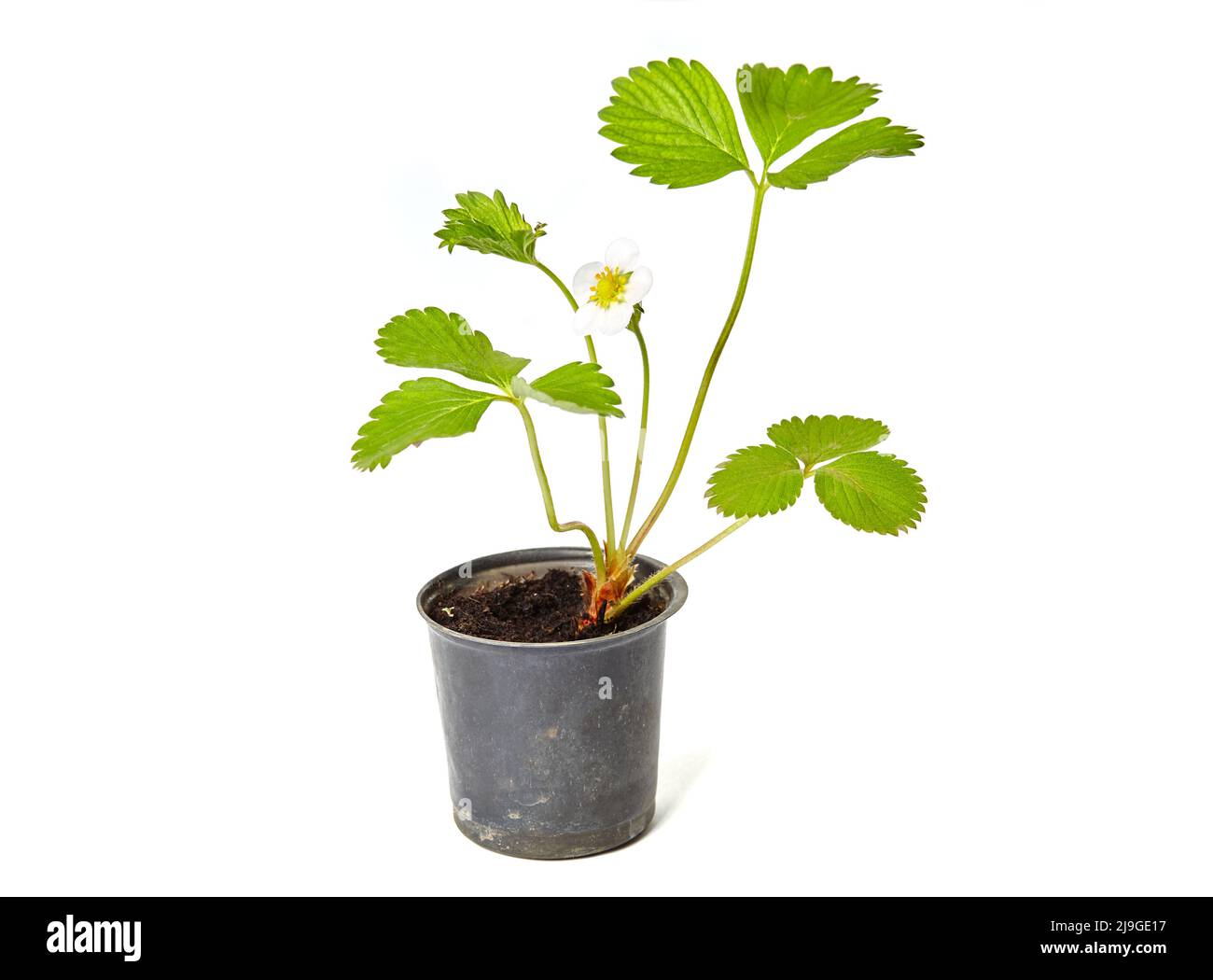 Strawberry seedling with flower isolated on white background ...