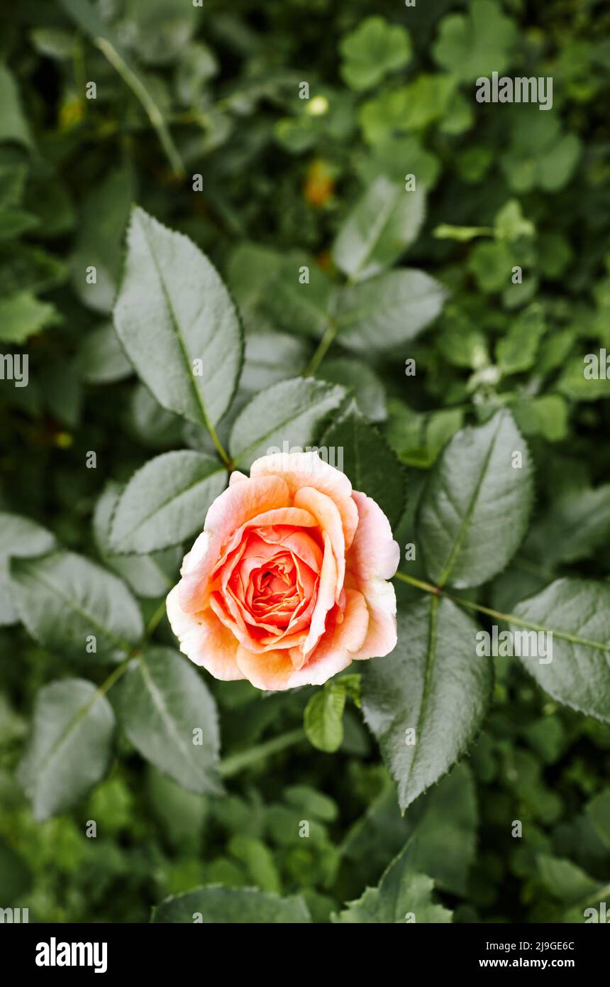 Pink rose in the garden. A bush of beautiful rose in summer light ...