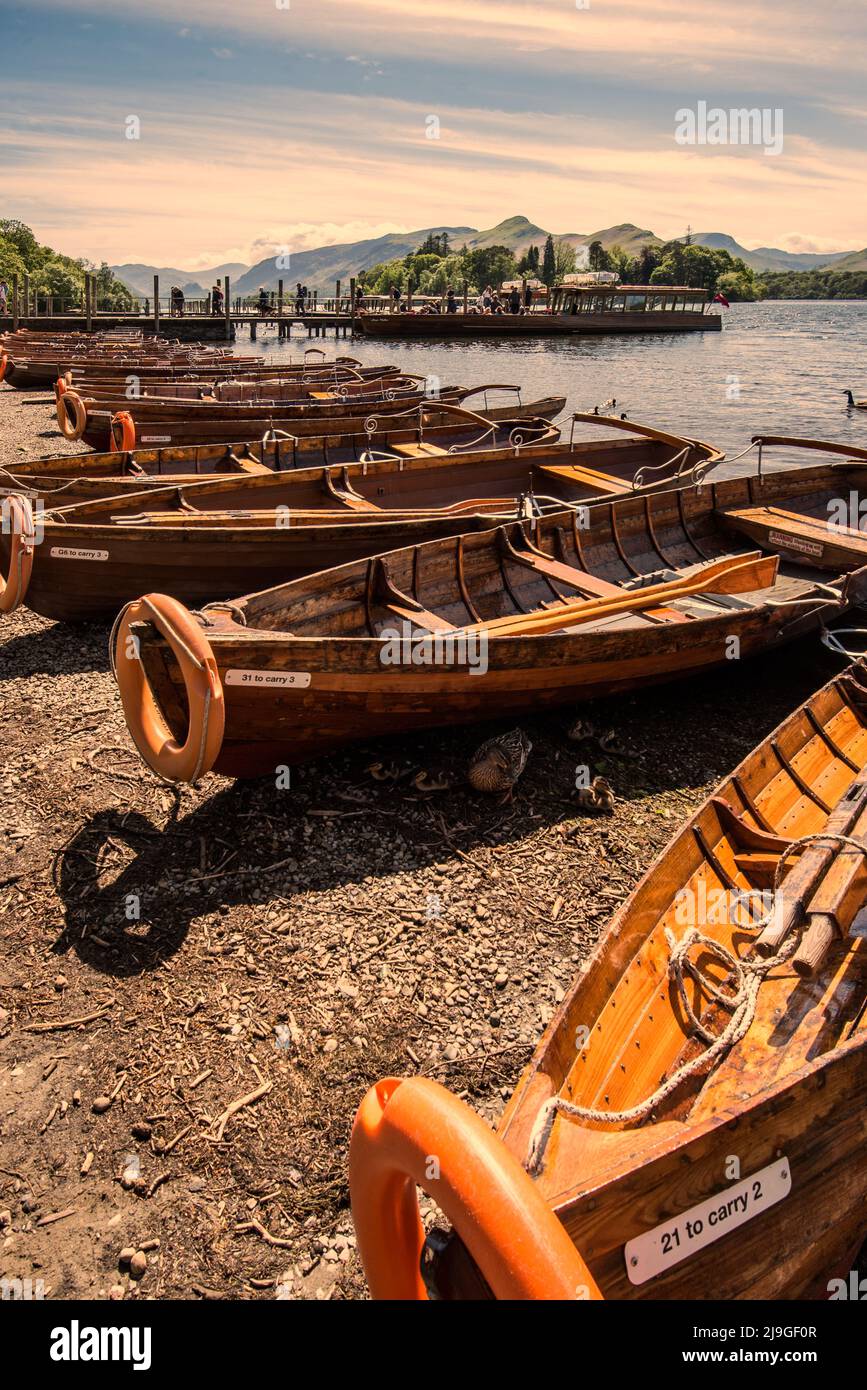 Mallard & ducklings resting between boasts on the edge of Derwentwater ...