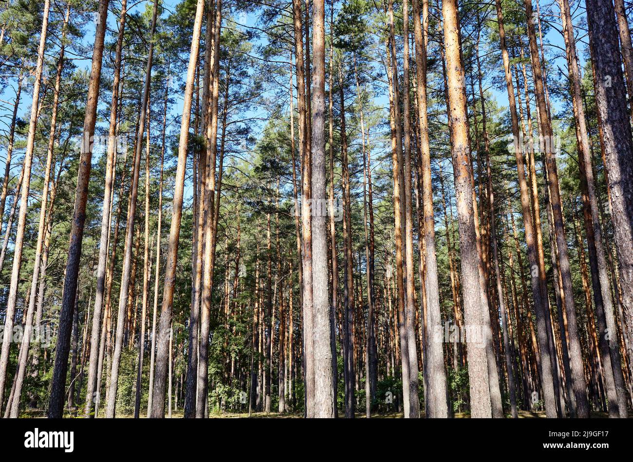 Pine tree forest. Beautiful summer forest on a summers day Stock Photo ...