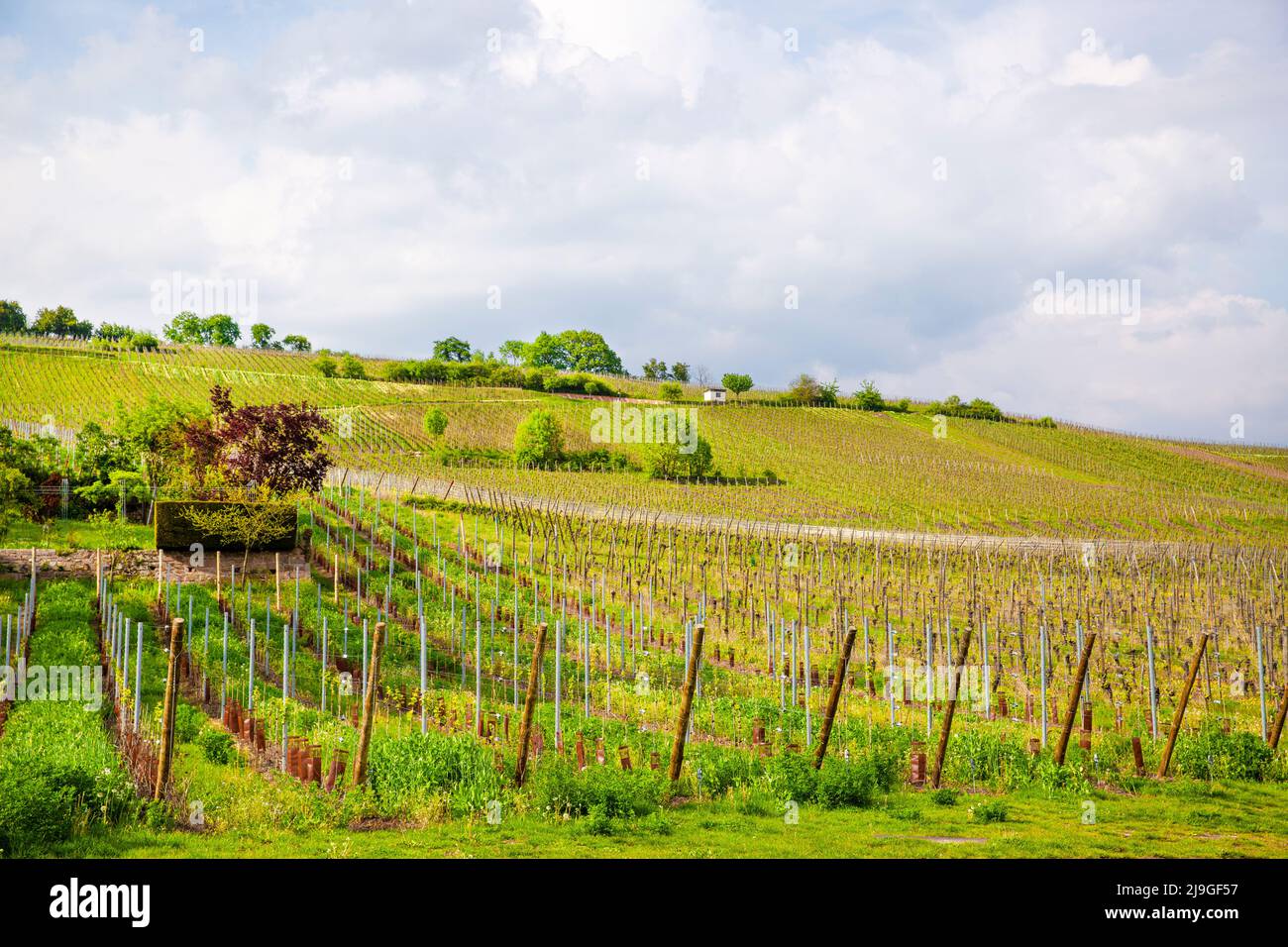 Beautiful vineyard and countryside landscape in Alsace, France ...
