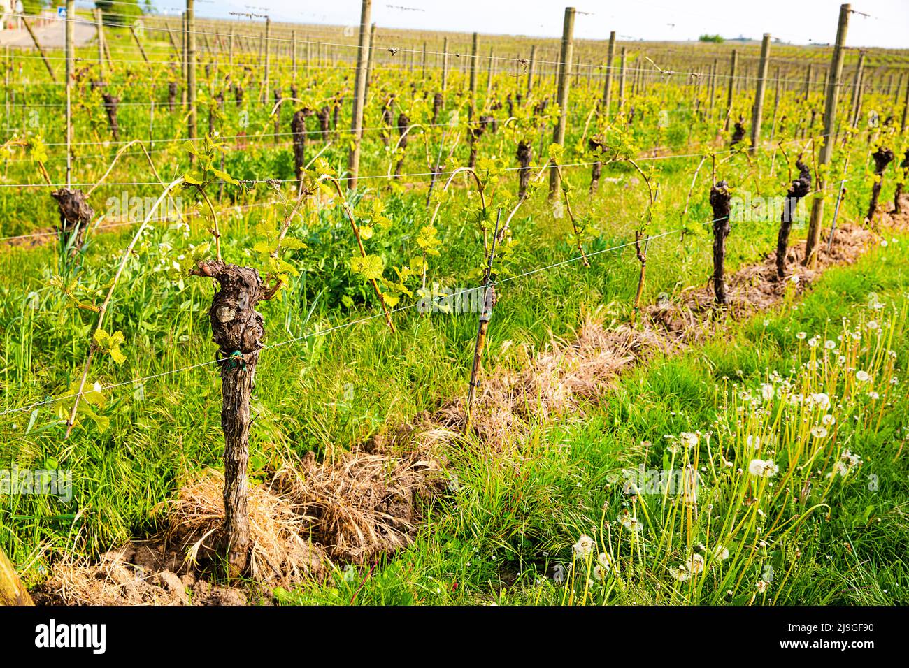 Beautiful vineyard and countryside landscape in Alsace, France ...