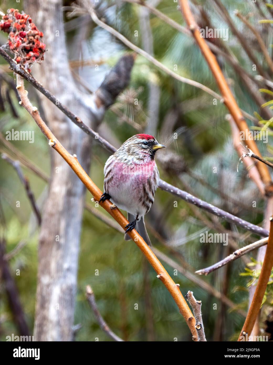 Red poll Finch close-up profile view in the winter season perched on a ...