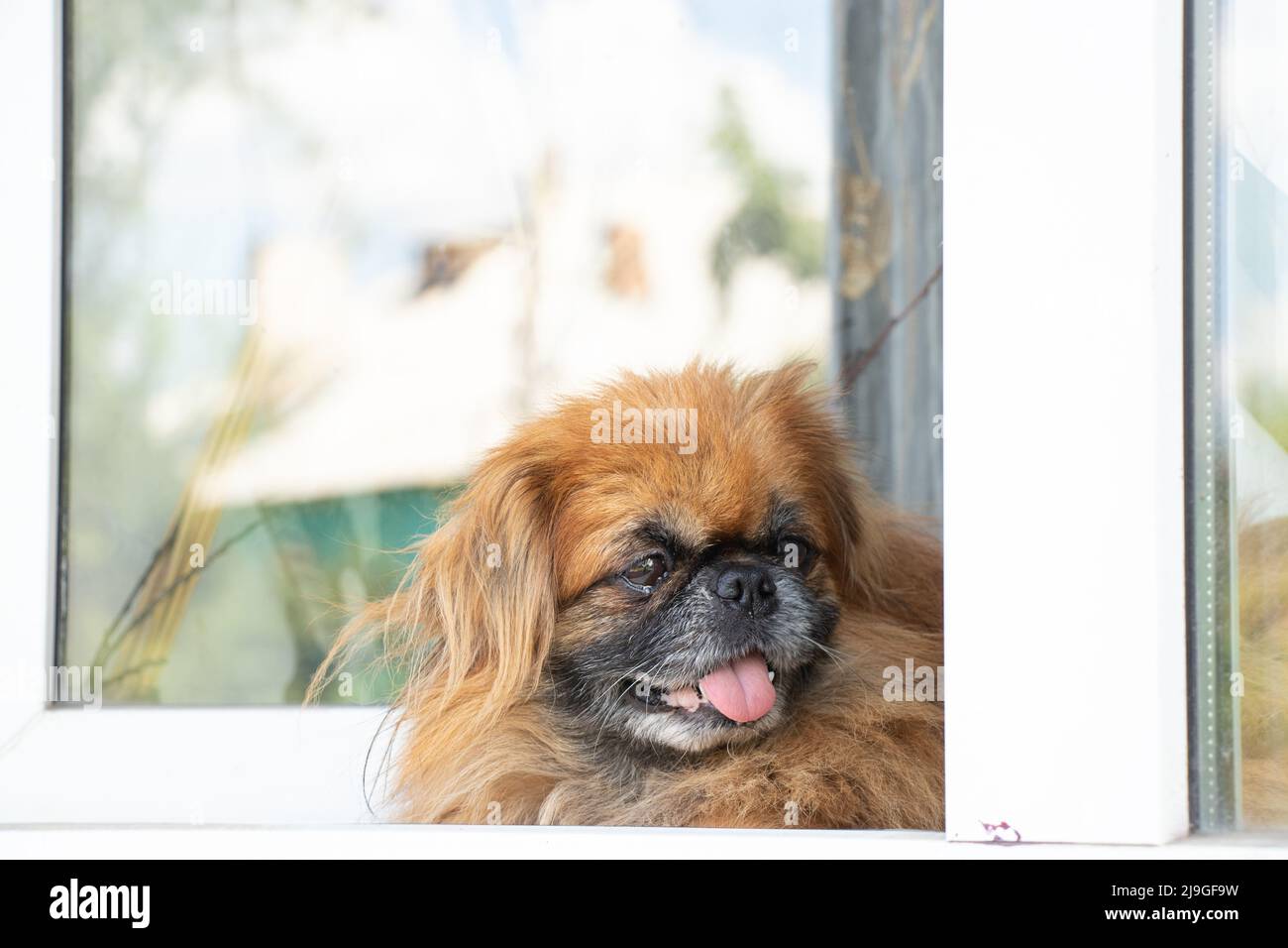 Pekingese sits on the window and looks out at the owner on the street ...