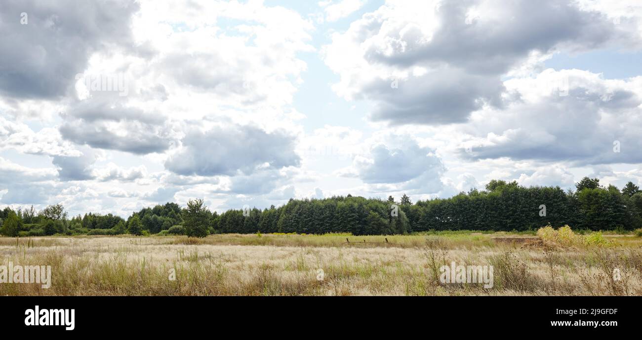 Panoramic photo of bright summer forest against the sky and meadows ...