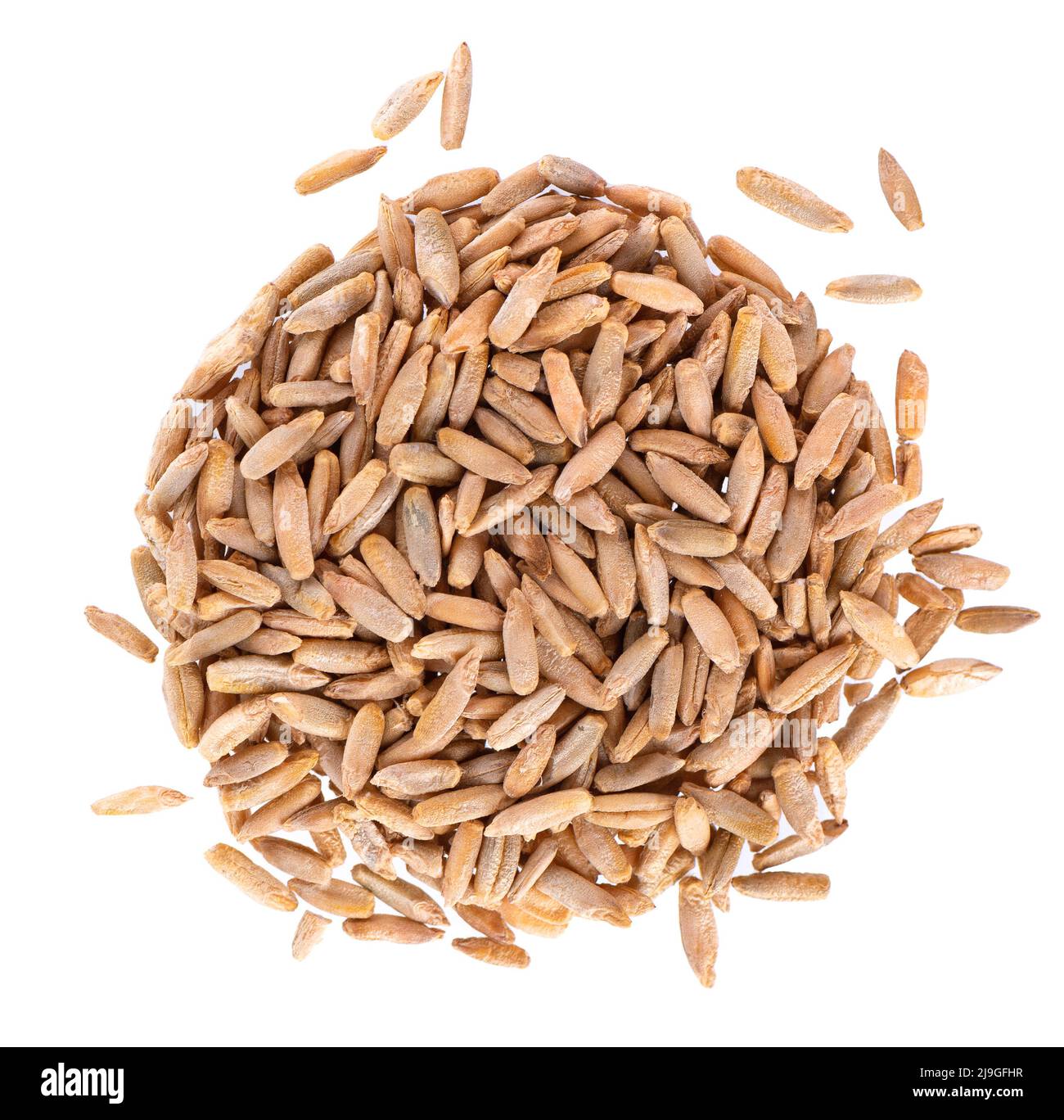 Rye grains isolated on white background. Pile of rye malt seeds close ...