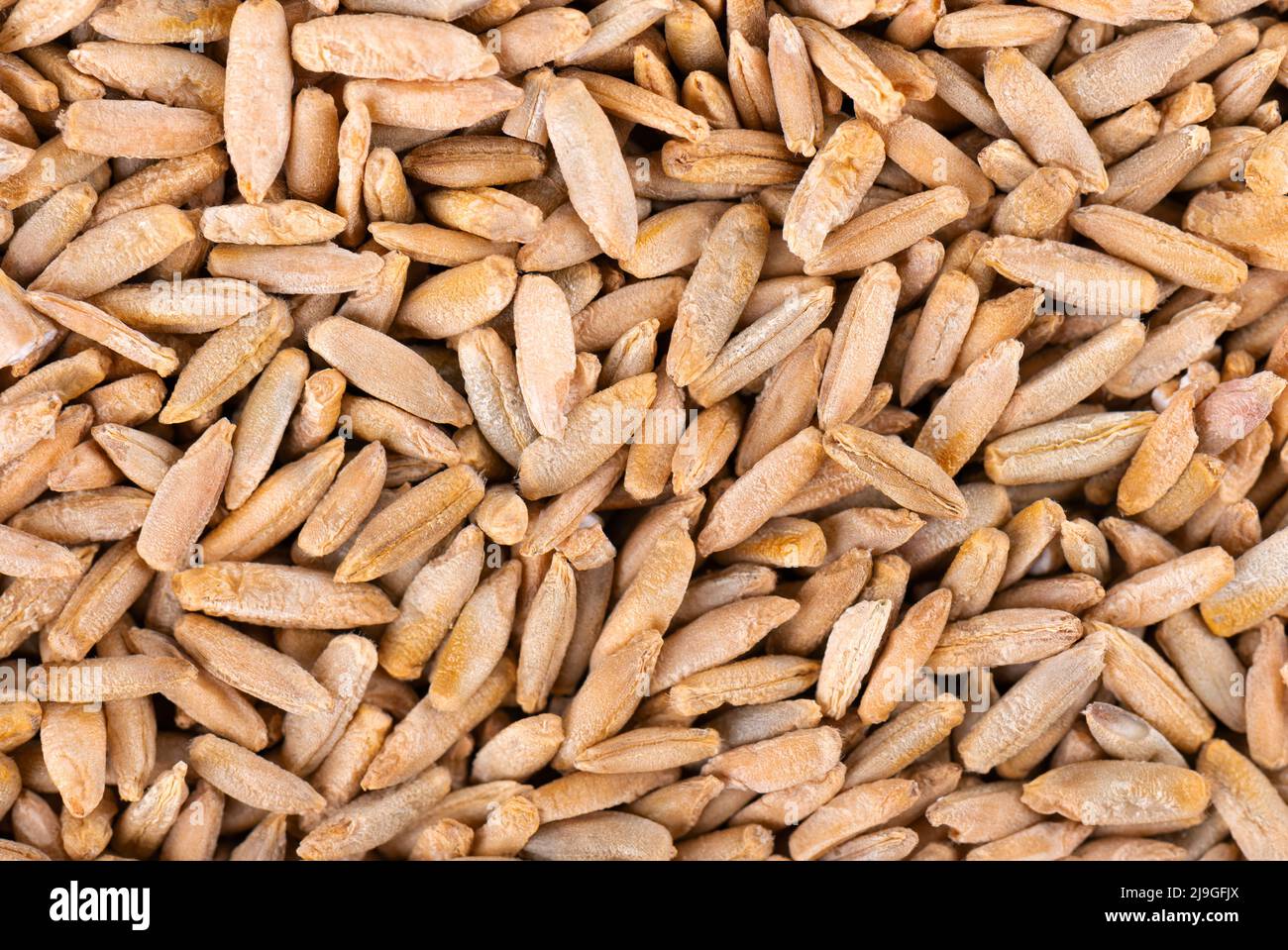 Rye grains background. Pile of rye malt seeds close up. Dry grains of ...