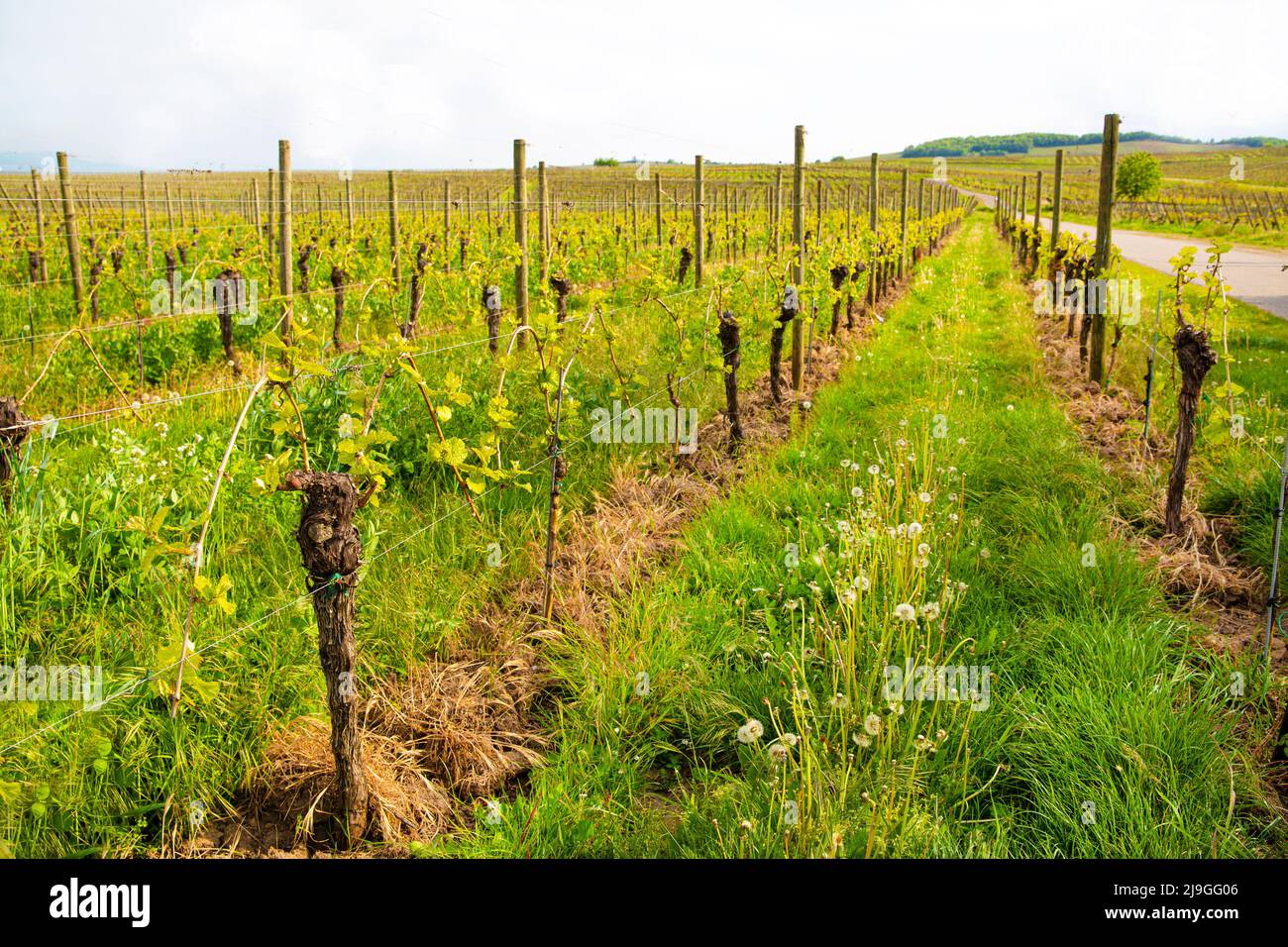 Beautiful vineyard and countryside landscape in Alsace, France ...