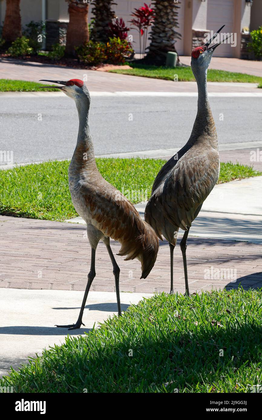 Loud birds hi-res stock photography and images - Alamy