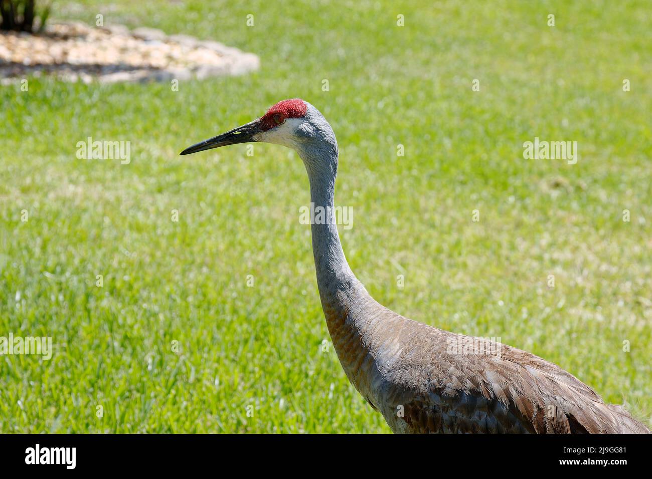 Sandhill crane, standing in grass, back yard, tall bird, elegant, Grus ...