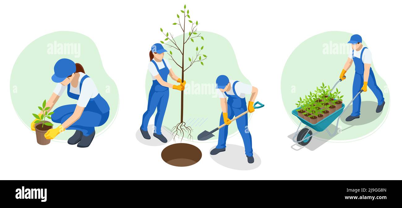 Isometric young vegetable seedlings of transplanting into peat pots ...