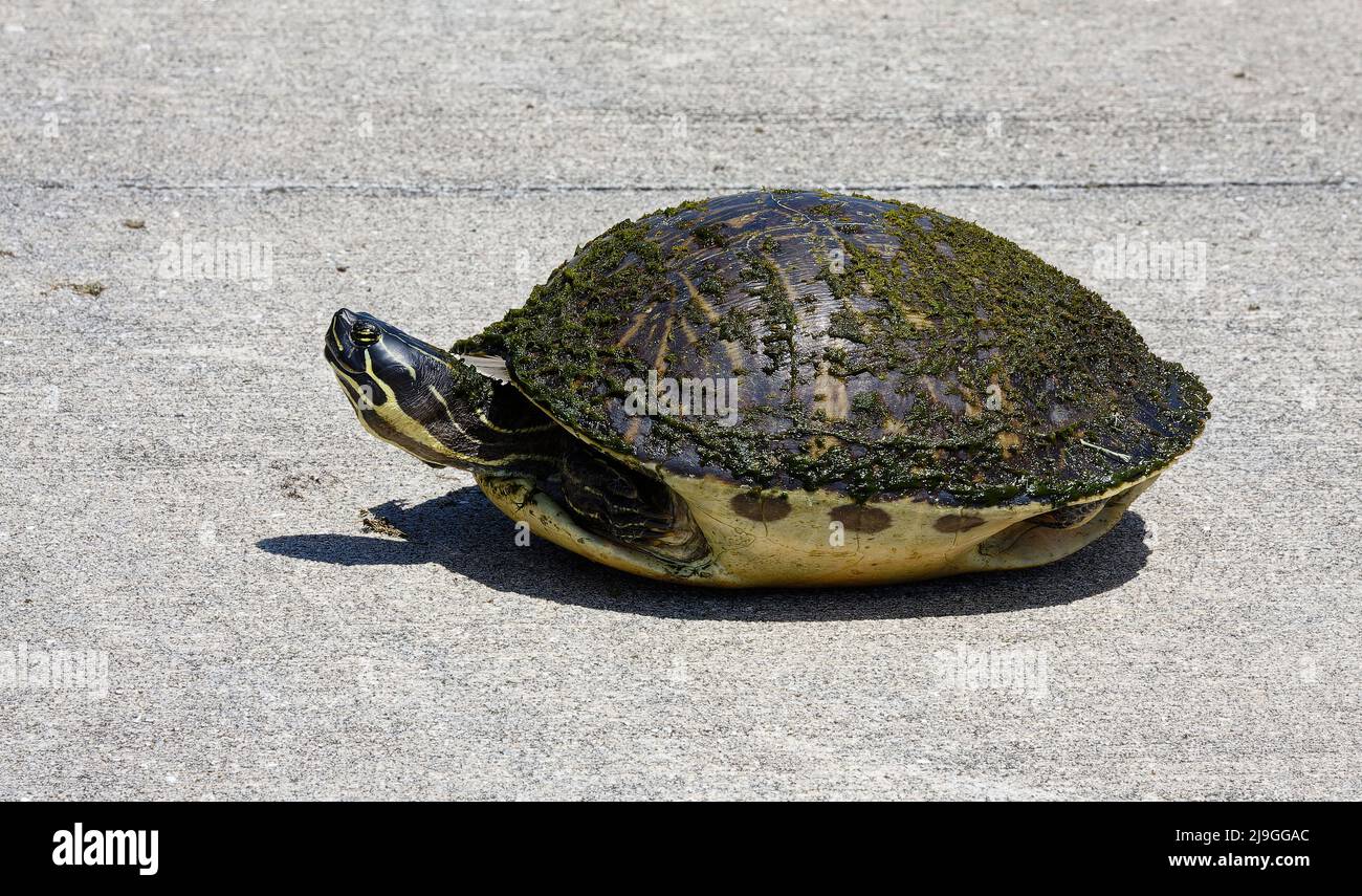 Retracted hi-res stock photography and images - Alamy